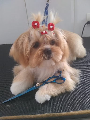 Animavet Clínica Veterinária, São Paulo - SP | Vet Clínicas BR